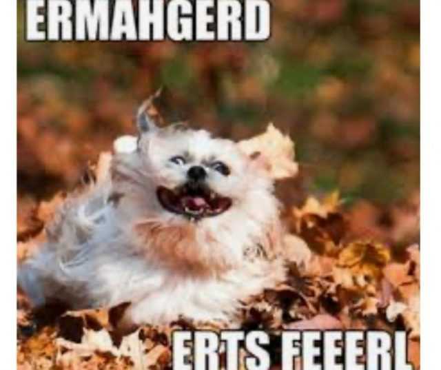 23 Autumn Equinox Memes You'll Fall In Love With