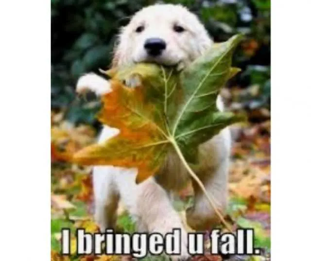 23 Autumn Equinox Memes You'll Fall In Love With