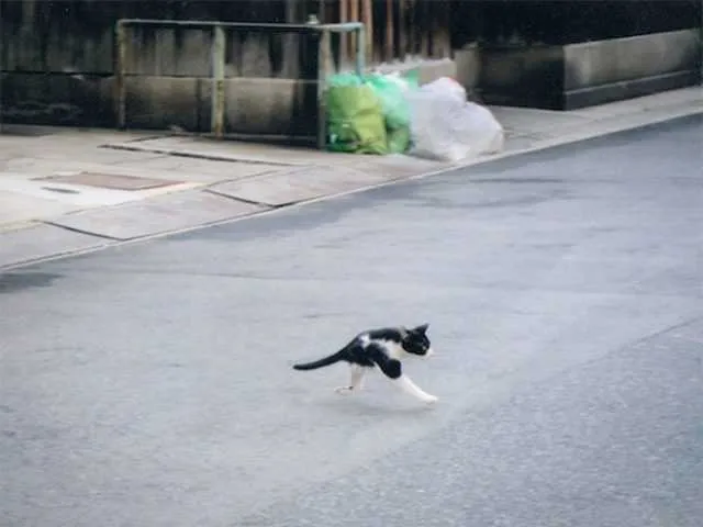 23 Animal Picture Fails That Are Hilarious Yet Horrifying!