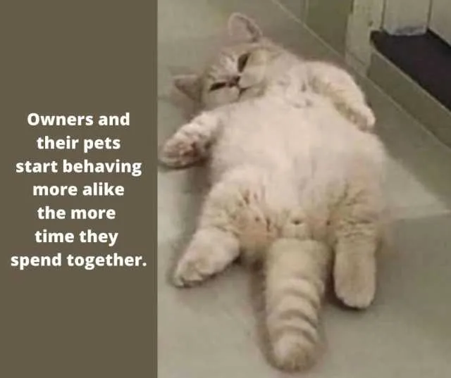 Top 25 Hysterical Pet Memes You Can Relate To