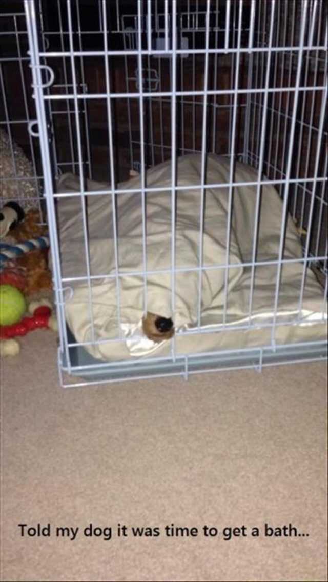 Top 22 Funny Pictures Of Animals You'll Love