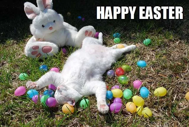20 Funny Cat Easter Memes Too Cute To Not Share