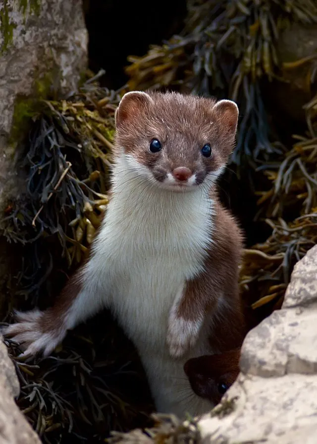 25 Stoat Pictures Because They're The Cutest Little Predators