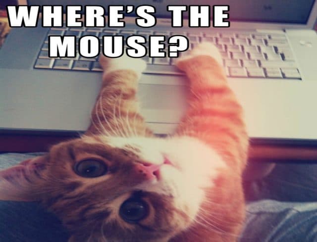 20 Hilarious Pet Memes For Animal Lovers