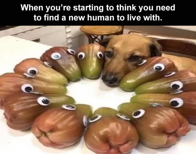 20 Cute And Funny Animal Memes You Must See