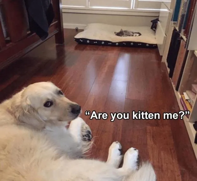 20 Funniest Animal Memes Pics Of The Week