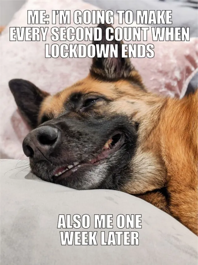 15 Extremely Funny Pet Memes To Improve Your Day
