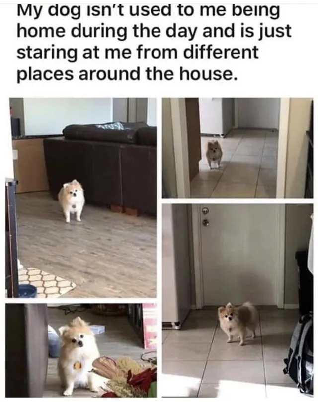 30 Adorable Dog Memes To Laugh At