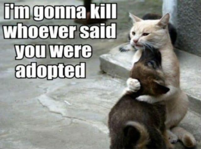 30 Frisky Cat Memes You Must See