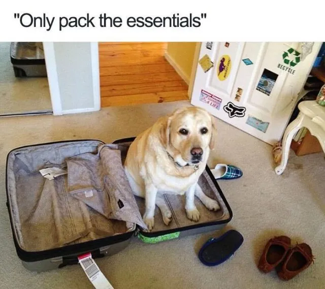 30 Extremely Cute Dog Memes To Start Your Day With