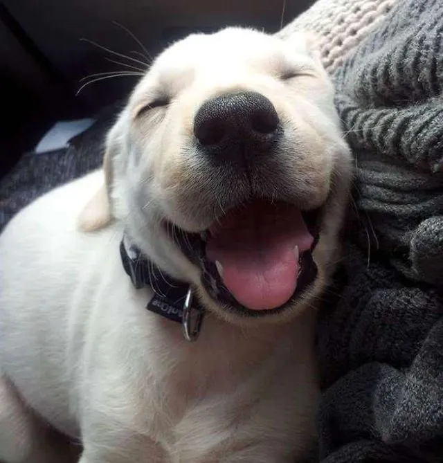 34 Priceless Pictures Of Cute Smiling Dogs