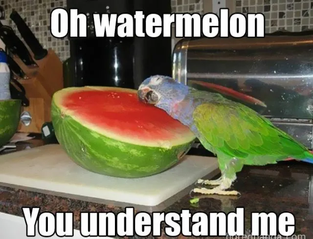 30 Great Bird Memes That Show Just How Superior Birds Are