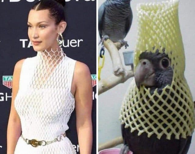 30 Great Bird Memes That Show Just How Superior Birds Are