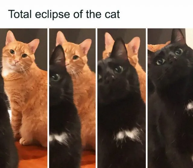 30 Adorable Cat Memes For You To Enjoy