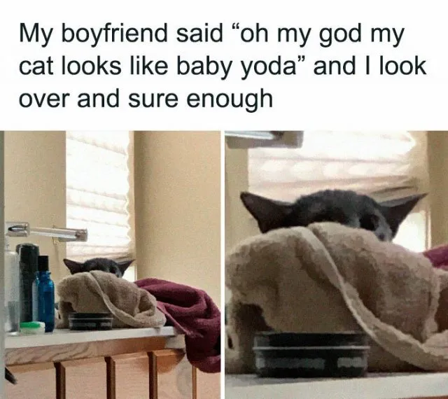 30 Adorable Cat Memes For You To Enjoy