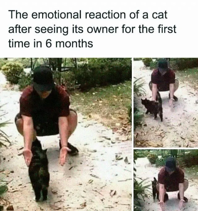 30 Adorable Cat Memes For You To Enjoy