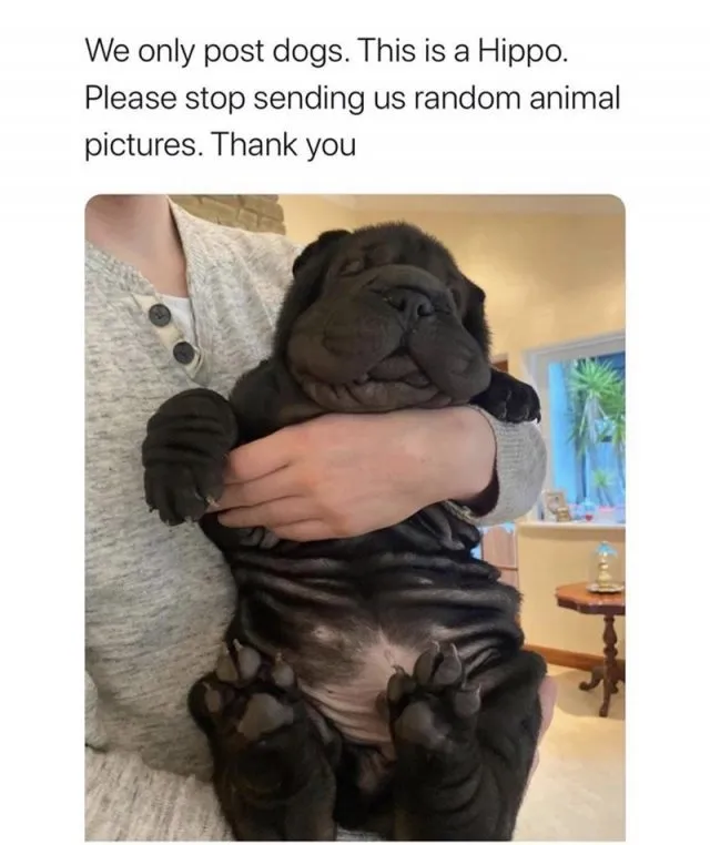 31 Absolutely Funny Animal Memes