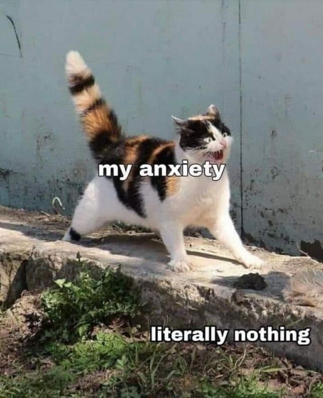 30 Excellent Cat Memes For All The Cat Lovers