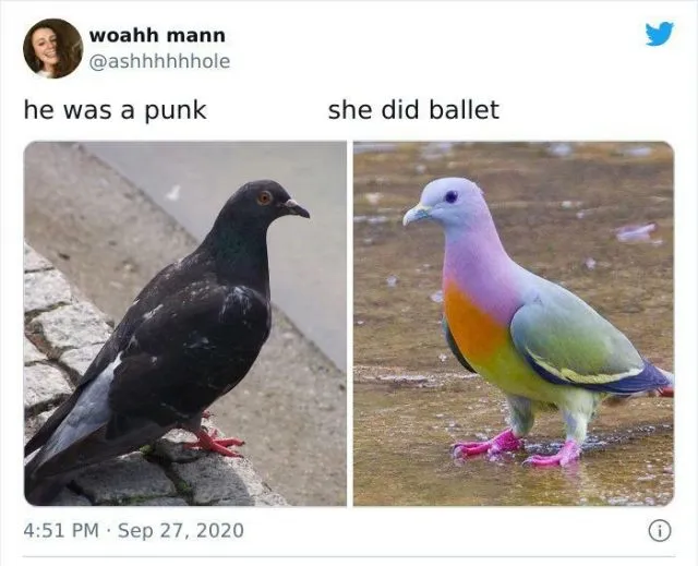 30 Great Bird Memes That Show Just How Superior Birds Are