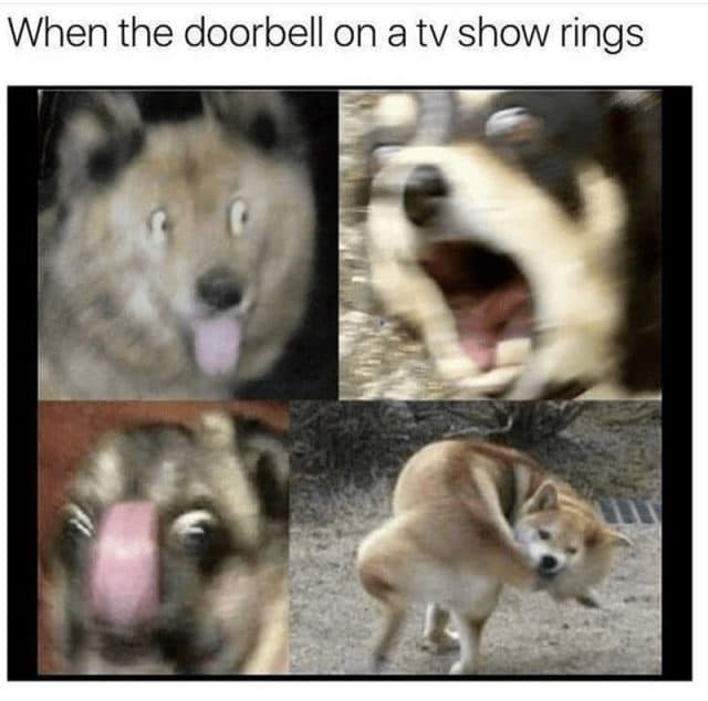 30 Excellent Dog Memes To Make Your Day Better