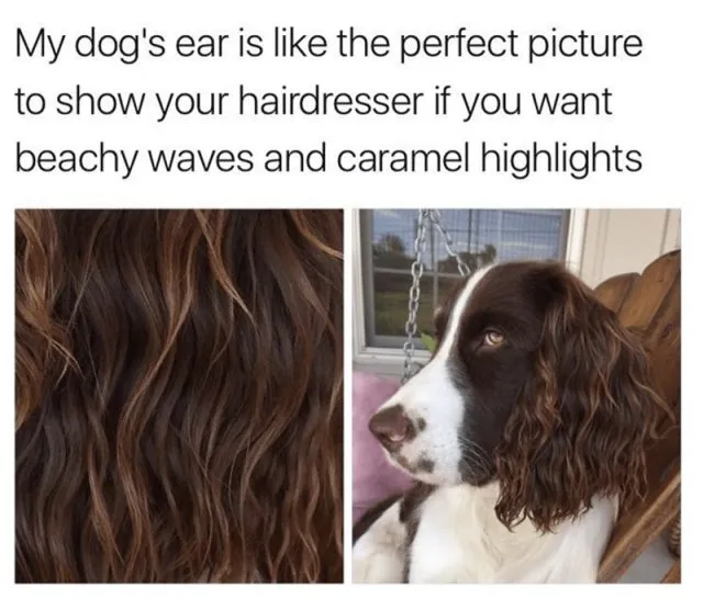 30 Excellent Dog Memes To Make Your Day Better