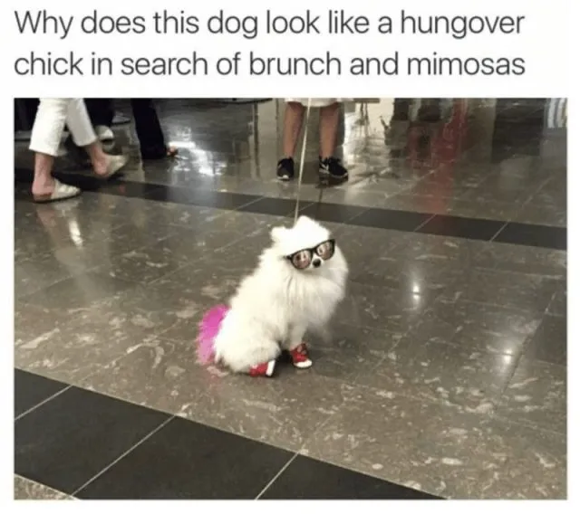 30 Excellent Dog Memes To Make Your Day Better