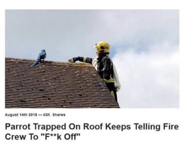 30 Great Bird Memes That Show Just How Superior Birds Are