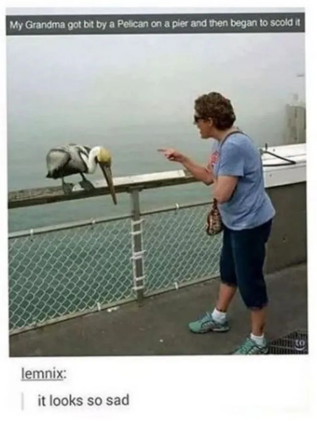 30 Great Bird Memes That Show Just How Superior Birds Are