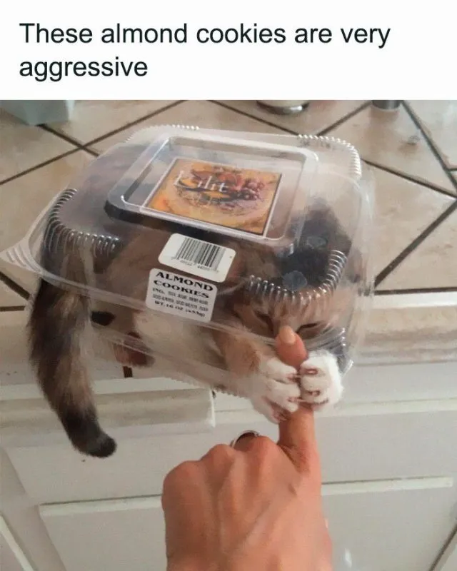 30 Awesome Cat Memes To Look At