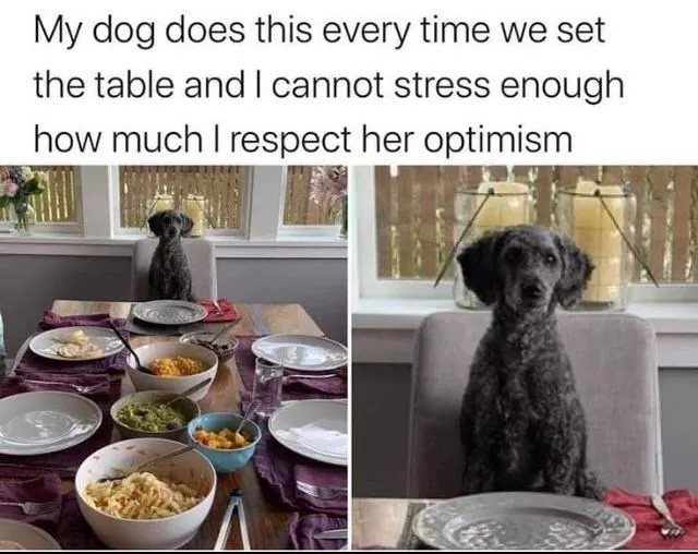 30 Awesomely Cute Dog Memes Just Incase You're Having A Bad Day