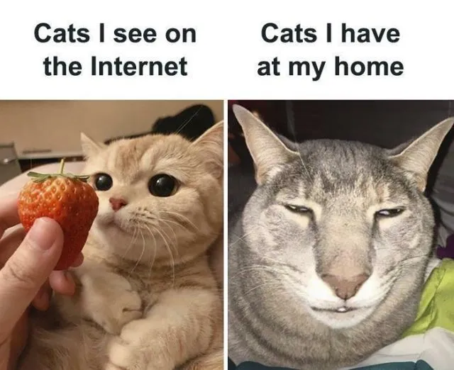 30 Awesome Cat Memes To Look At