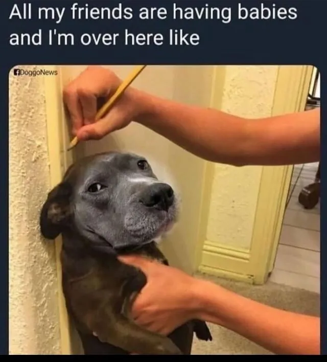 30 Awesomely Cute Dog Memes Just Incase You're Having A Bad Day