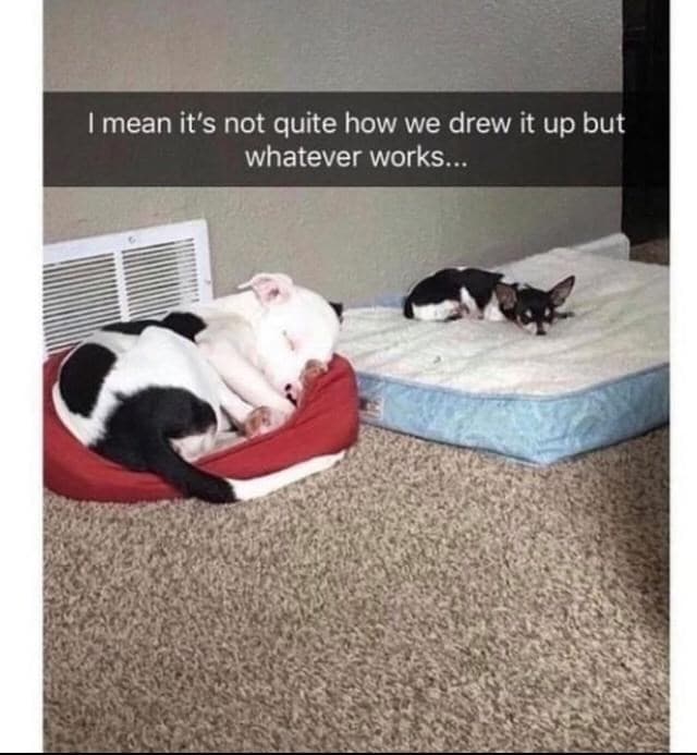 30 Awesomely Cute Dog Memes Just Incase You're Having A Bad Day