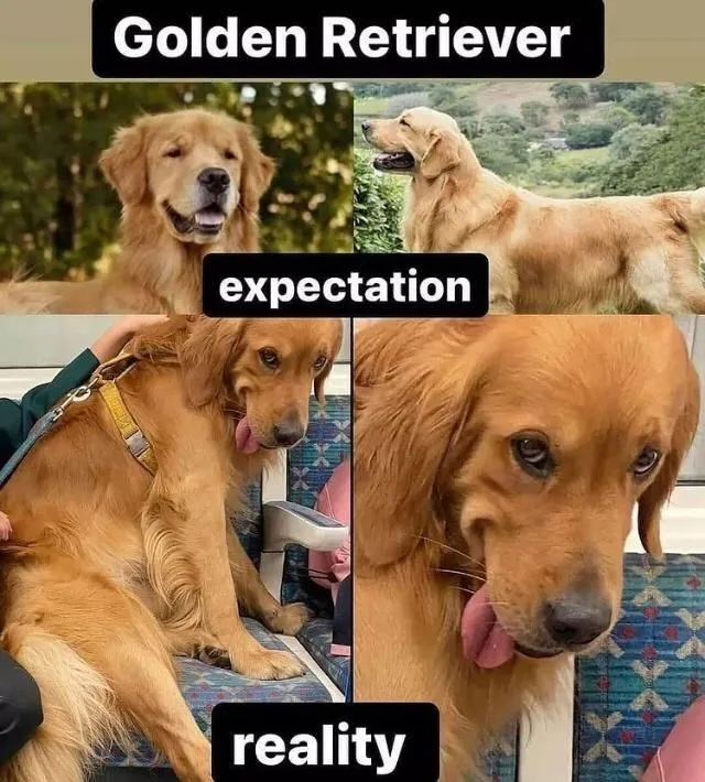 30 Awesomely Cute Dog Memes Just Incase You're Having A Bad Day