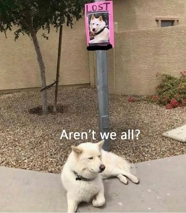 30 Awesomely Cute Dog Memes Just Incase You're Having A Bad Day