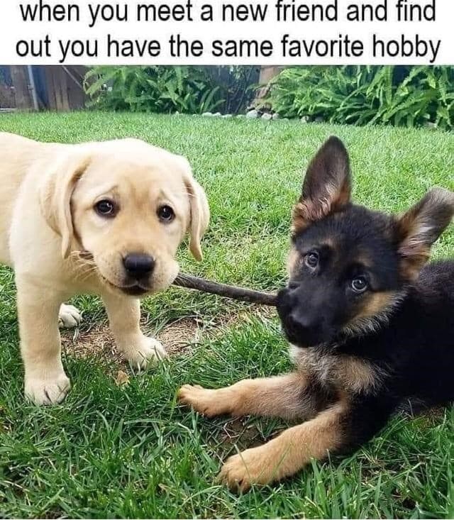 30 Awesomely Cute Dog Memes Just Incase You're Having A Bad Day