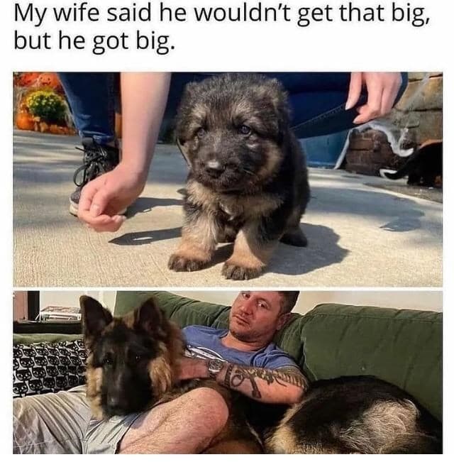 30 Awesomely Cute Dog Memes Just Incase You're Having A Bad Day