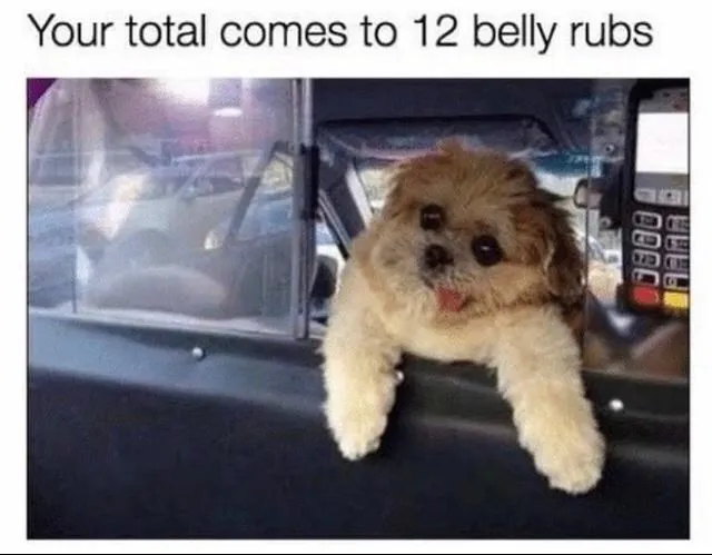 30 Awesomely Cute Dog Memes Just Incase You're Having A Bad Day