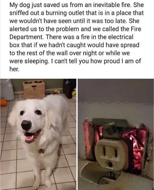 30 Awesomely Cute Dog Memes Just Incase You're Having A Bad Day