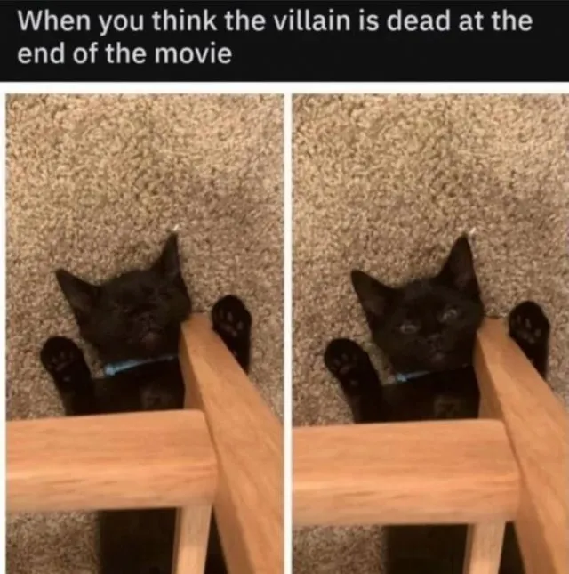 20 Dumb Cat MemesThat Are S FunnyYou Can't Resist Laughing