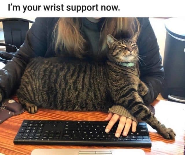 20 Dumb Cat MemesThat Are S FunnyYou Can't Resist Laughing