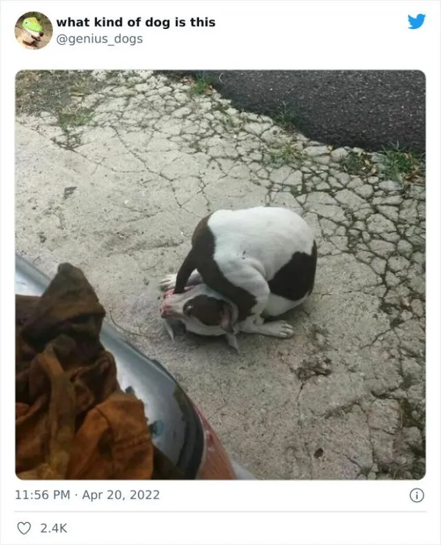 35 Epic Pics Of Goofy Dogs That You Just Have To See