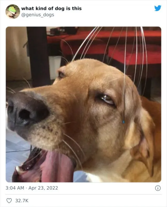 35 Epic Pics Of Goofy Dogs That You Just Have To See