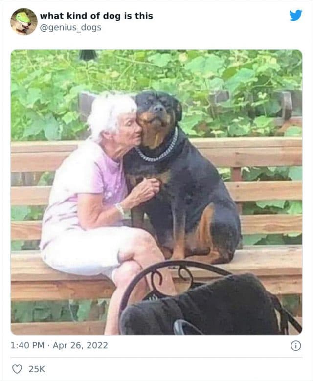 35 Epic Pics Of Goofy Dogs That You Just Have To See