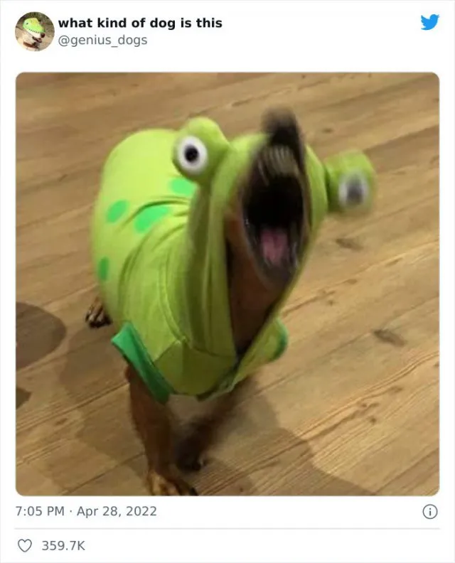 35 Epic Pics Of Goofy Dogs That You Just Have To See