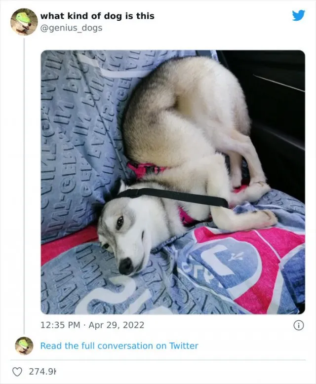 35 Epic Pics Of Goofy Dogs That You Just Have To See