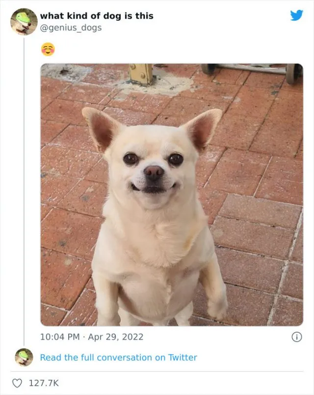 35 Epic Pics Of Goofy Dogs That You Just Have To See