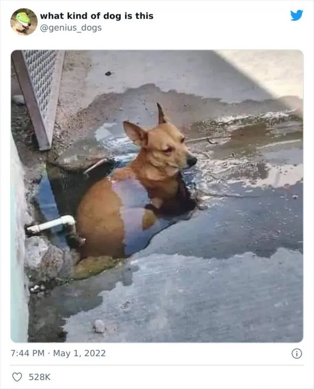 35 Hilarious Snapshots Of Dogs In Their Silliest Moments