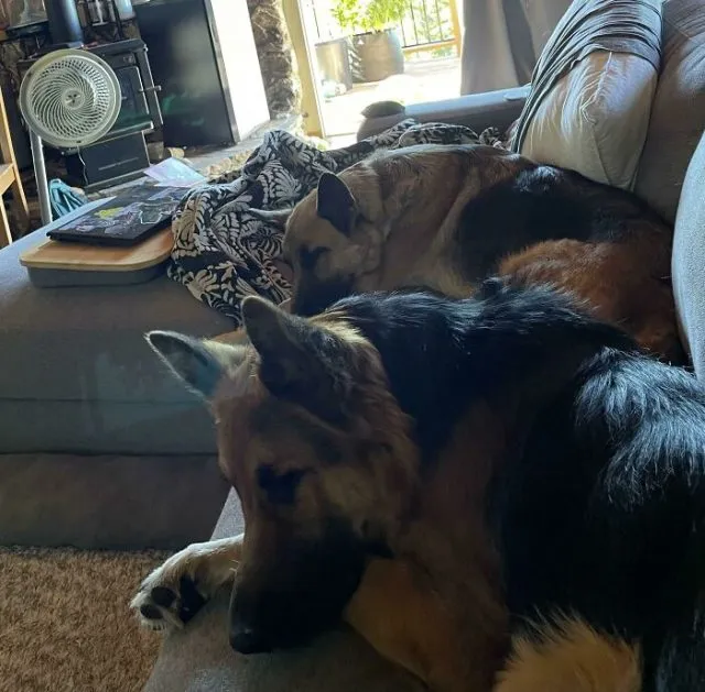 30 Heartwarming Photos Of Rescue Pets Thriving In Their For