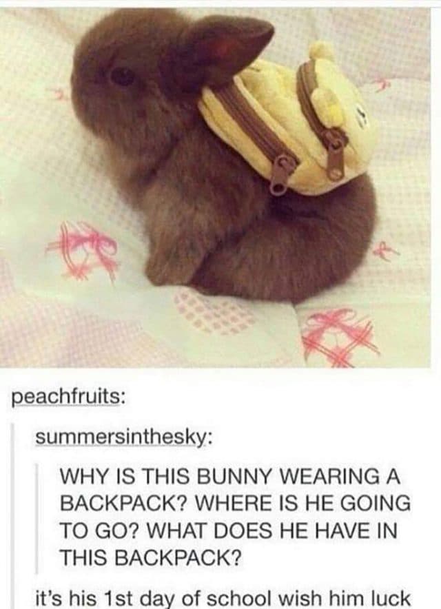 30 Extremely Wholesome Animal Memes That Are So Cute!
